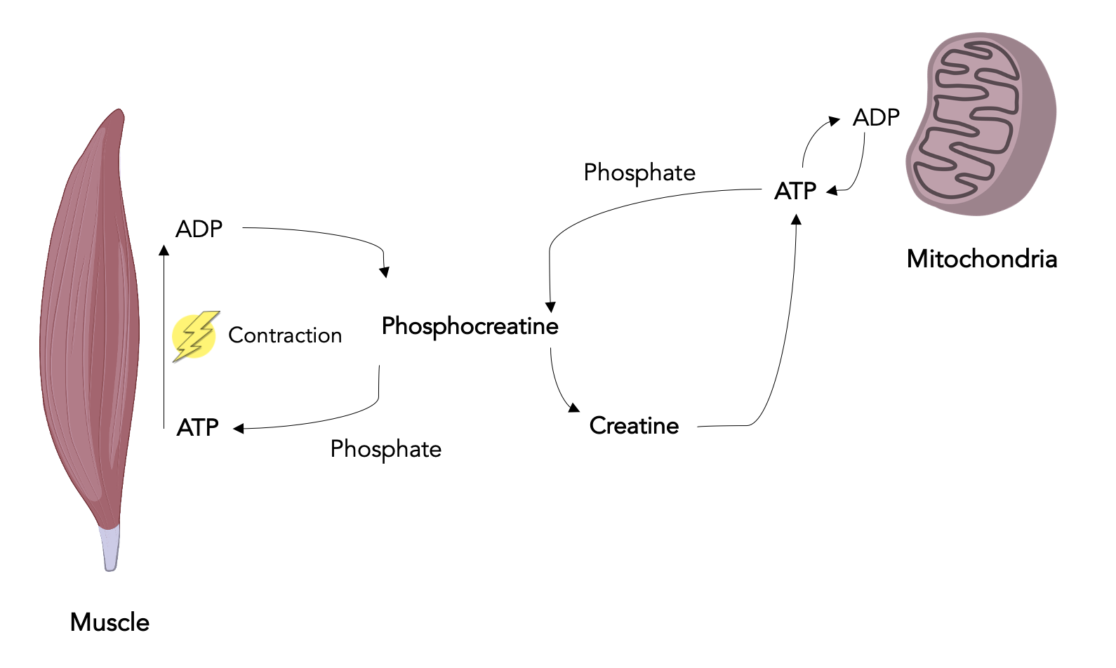 The Power of Creatine: a Comprehensive Guide - Strictly Science 🧬