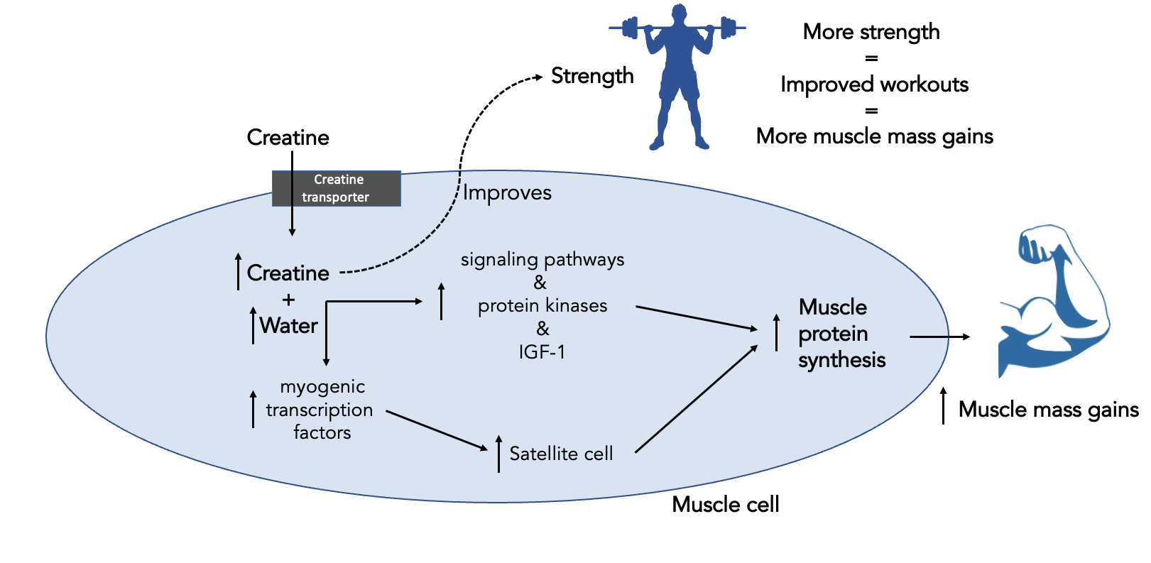 The Power of Creatine: a Comprehensive Guide - Strictly Science 🧬