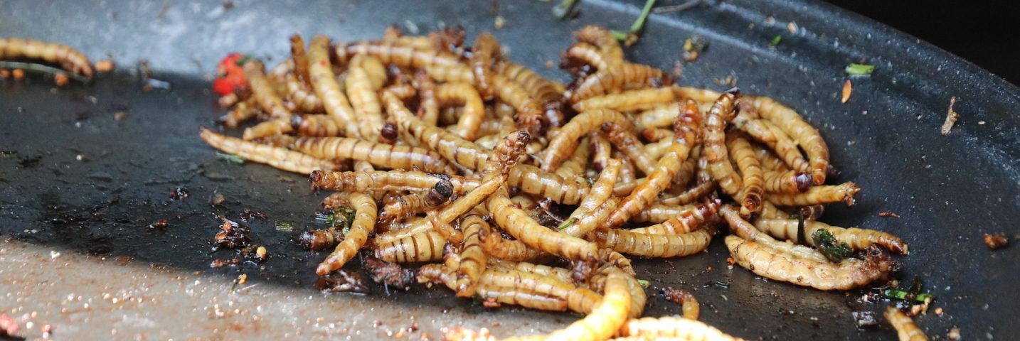 Eating Insects for Muscle Growth: Can Insect Protein be a Viable ...